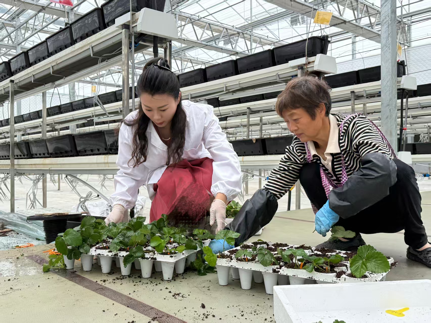 “90后”新农人刘程媛：用实干耕耘“莓”好未来 - 盐城新闻网
